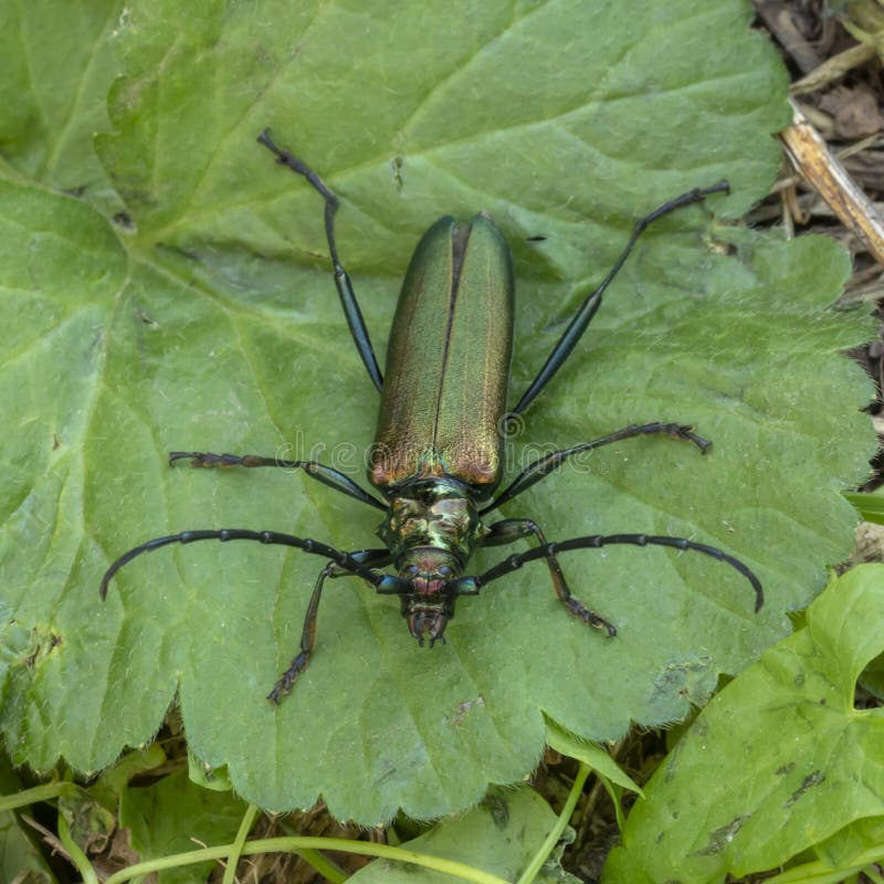 Green Musk-buck Beetle Sits on a Green Leaf Background Stock Image ...