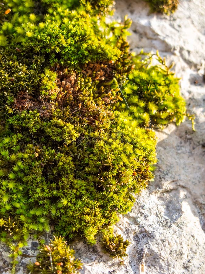 Green musk plant stock photo. Image of foliage, details - 27138622