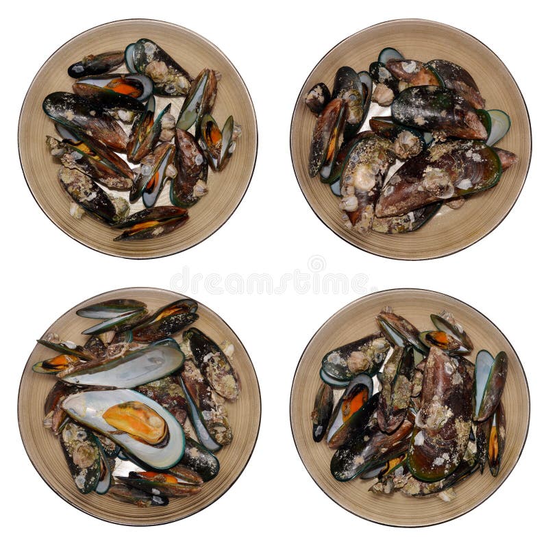 Green Mussel Seashell in Dish Isolated Stock Image - Image of dish ...