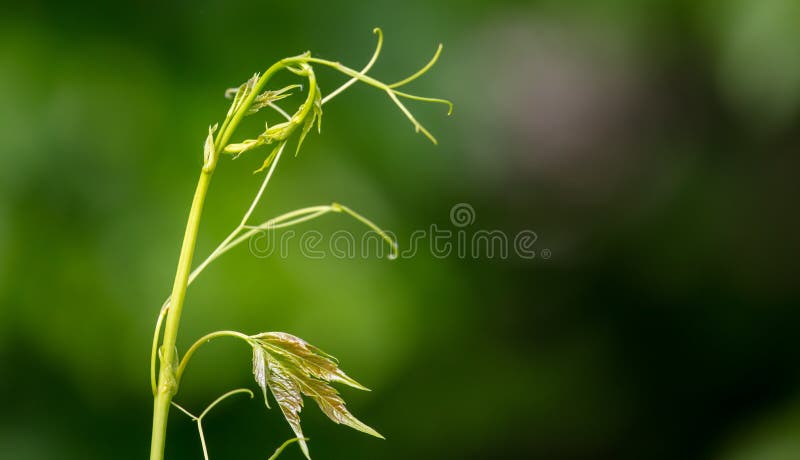 Green Mustache on Grapes in a Vegetable Garden Stock Image - Image of ...