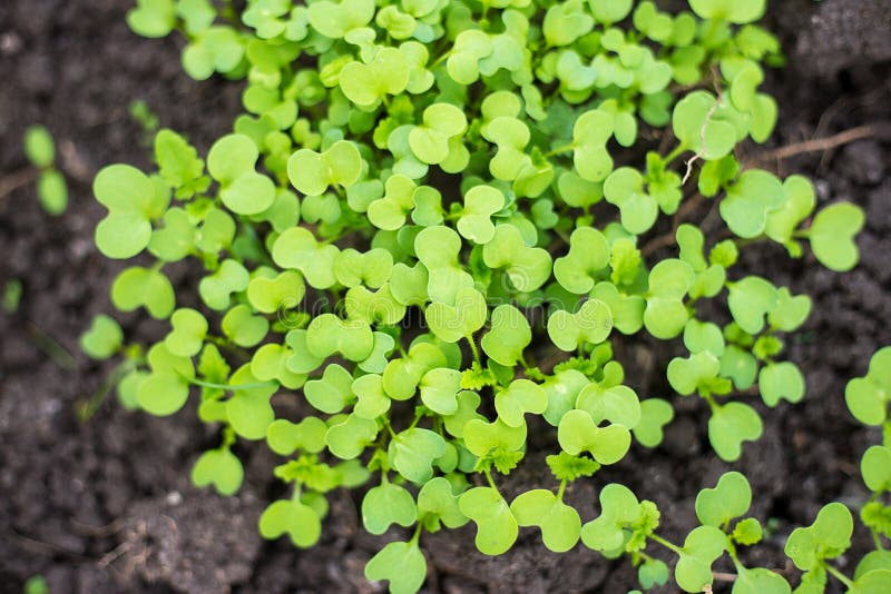 Green Mustard Sprouts Growing in a Garden Stock Photo - Image of plant ...
