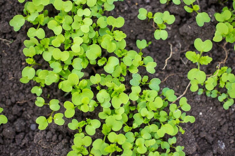 Green Mustard Sprouts Growing in a Garden Stock Photo - Image of ...