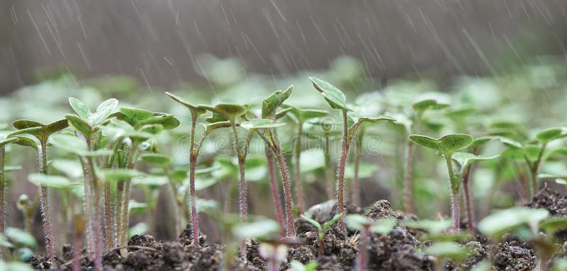 Green Mustard Sprouts in the Rain. the Concept of Treatment of the Soil ...