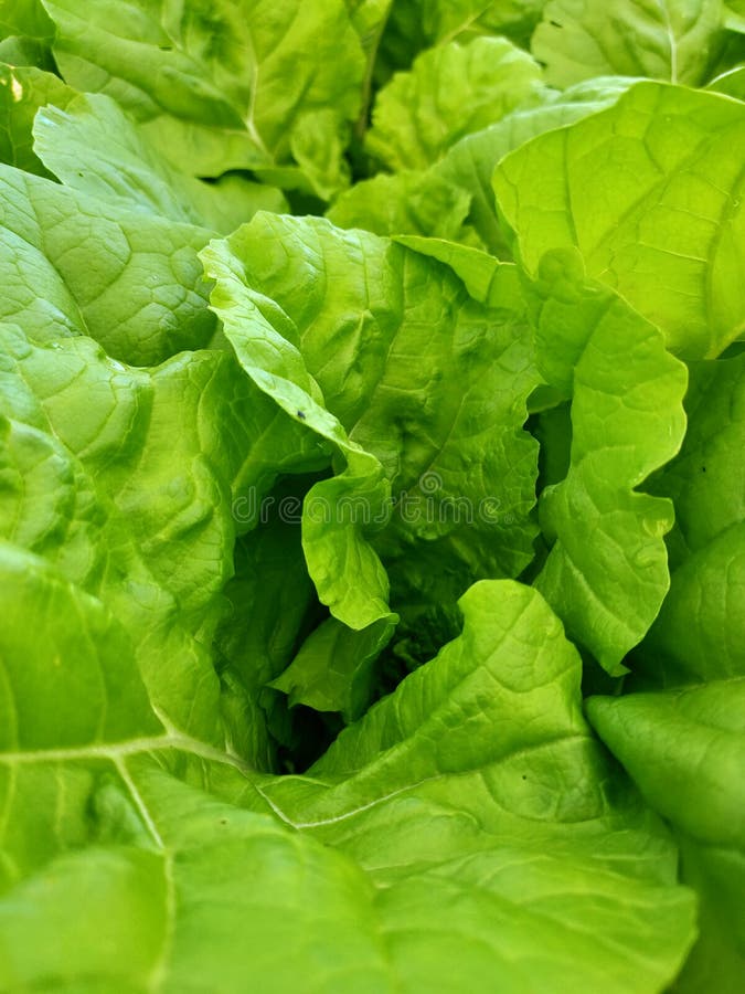 Green mustard vegetable stock image. Image of herb, vegetable - 226144239