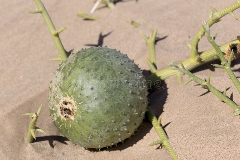 Fruit Nara. Family Cucrbitaceae Stock Photo - Image of nara, horrridus ...