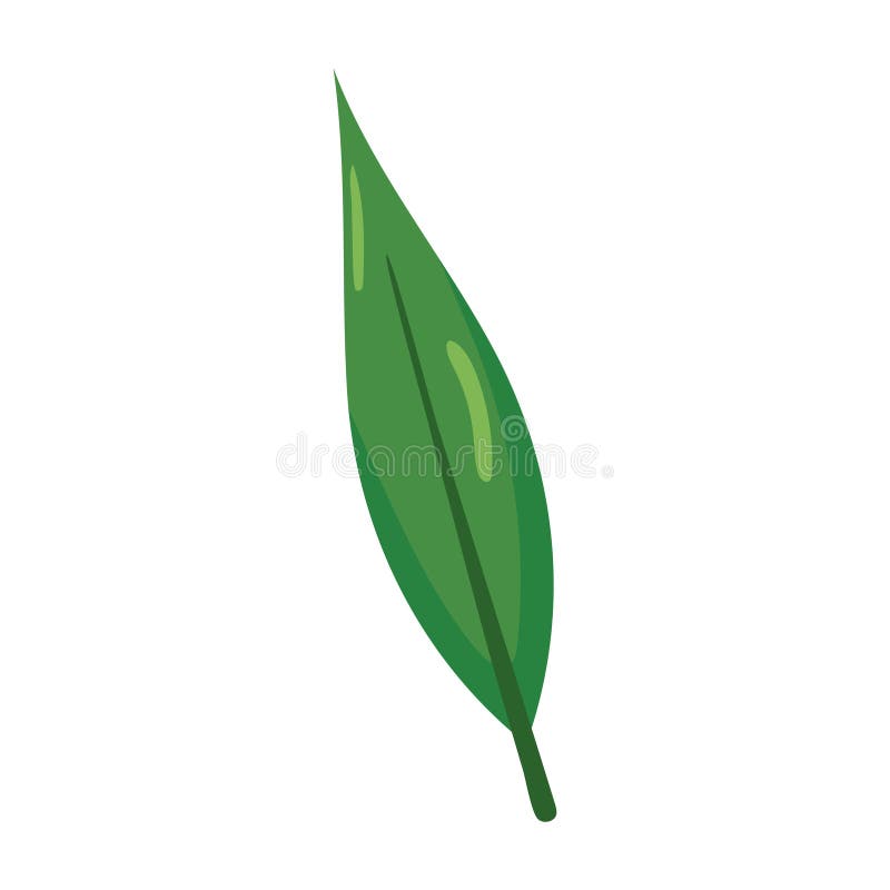Green Narrow Leaf Icon. Vector Stock Vector - Illustration of plant ...