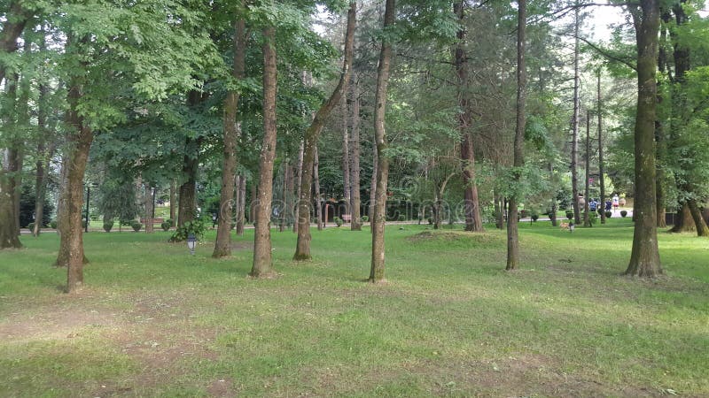 Plants and trees stock photo. Image of young, area, spring - 118632854