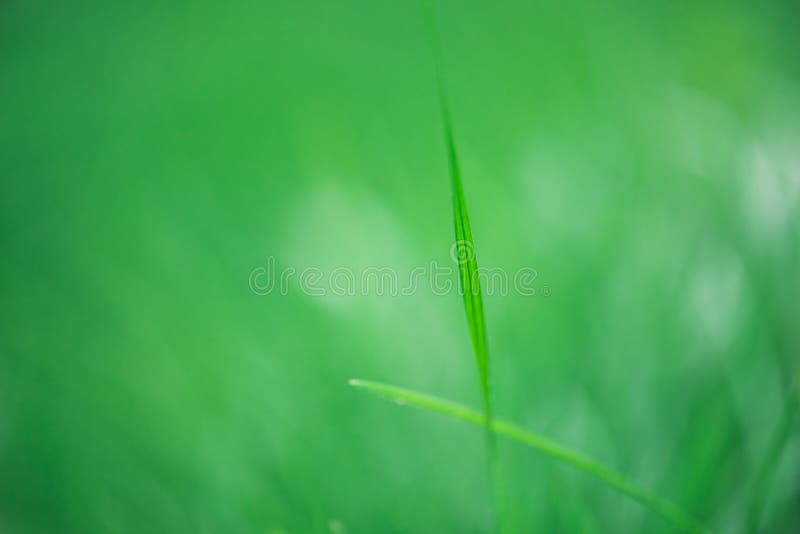 Green Natural Background of a Blade of Grass with a Drop of Water in ...
