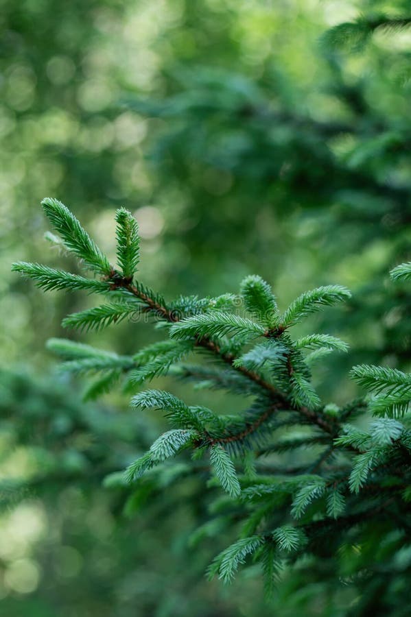 Green Natural Background. Branches with Young Spruce Shoots on a Green ...