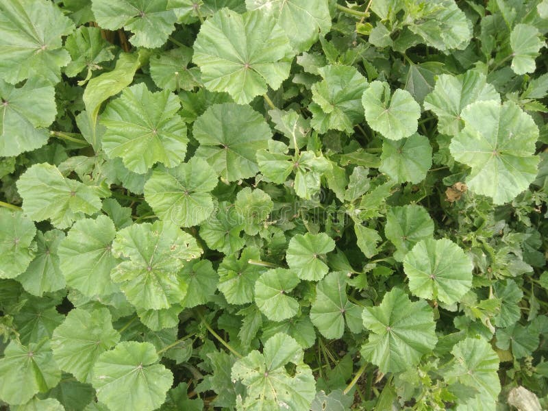 Mallow Weeds Stock Photos - Free & Royalty-Free Stock Photos from ...