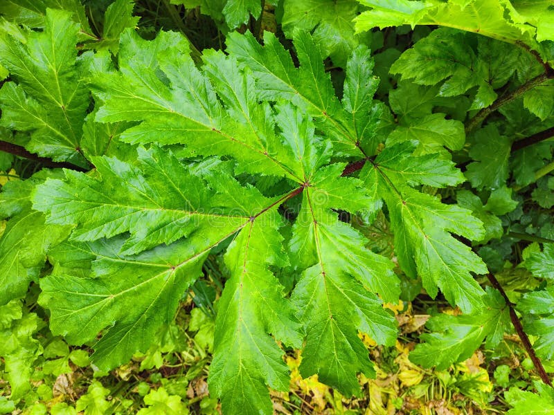 Green Natural Background with Leaves. Partial Selective Focus Stock ...