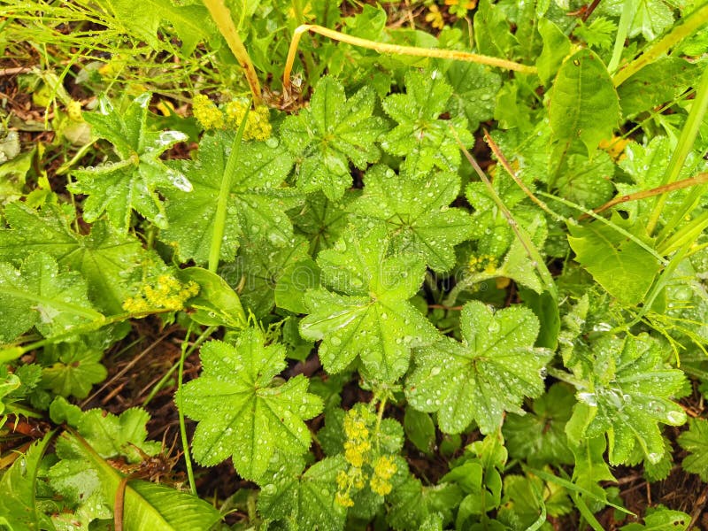 Green Natural Background with Leaves. Partial Selective Focus Stock ...