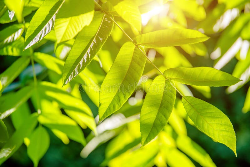 Green natural background stock photo. Image of landscape - 192812318