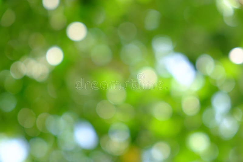 Green Natural Background of Out of Focus Tree or Bokeh Stock Image ...