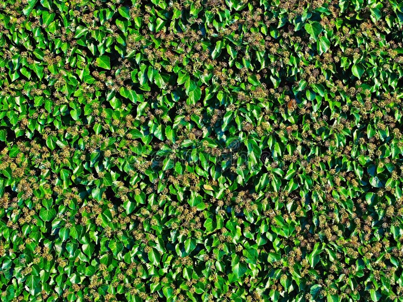 Green Natural Background of Natural Outdoor Pattern Stock Image - Image ...