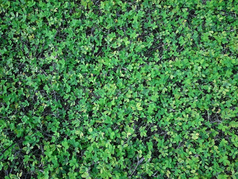 Green Natural Background of Small Leaves. Greenery Summer or Spring ...