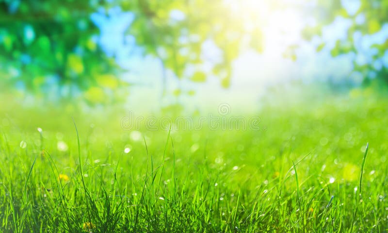 Green Natural Background with Sun Rays and Green Branches with Leaves ...