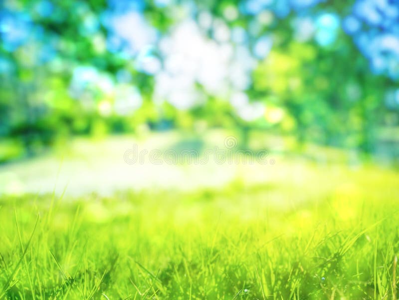 Green Natural Background with Sun Rays and Green Branches with Leaves ...