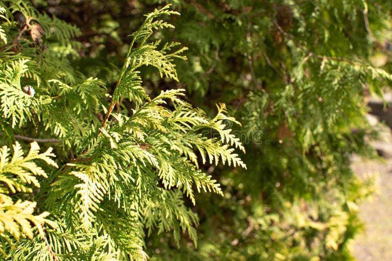 Green Natural Background of Thuja. Green Branches of Thuja in Th Stock ...