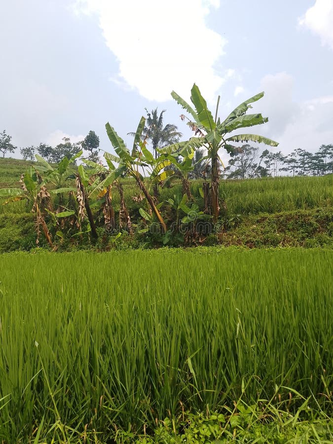 Green Natural Beauty with Green Rice Fields and Banana Trees in the ...