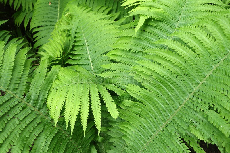 Green Natural Fern Pattern Close Up Stock Image - Image of garden ...