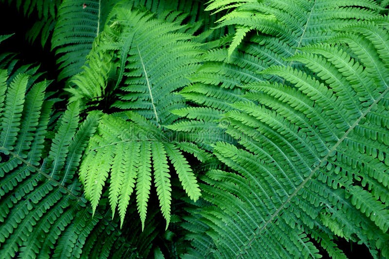 Green Natural Fern Pattern Close Up Stock Image - Image of closeup ...