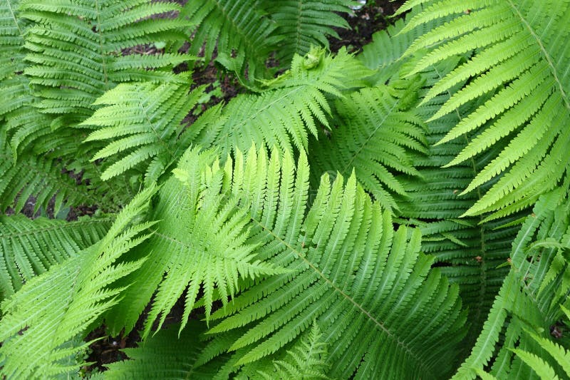 Green Natural Fern Pattern Close Up Stock Photo - Image of freshness ...