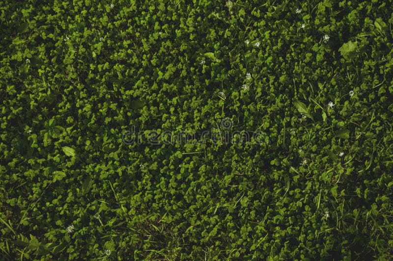 Green Clover Meadow Seamless Background Texture Stock Image - Image of ...