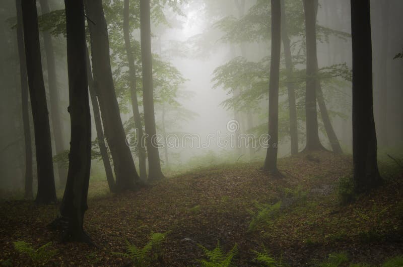 Green Natural Forest with Fog Stock Photo - Image of mist, exploration ...