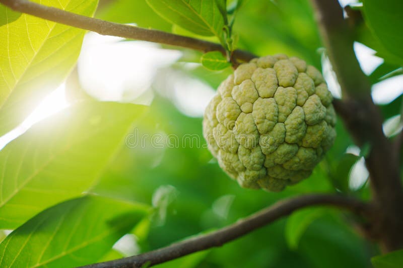 Green Natural Fruits. Custard Apple, Fruit on the Tree Stock Photo ...