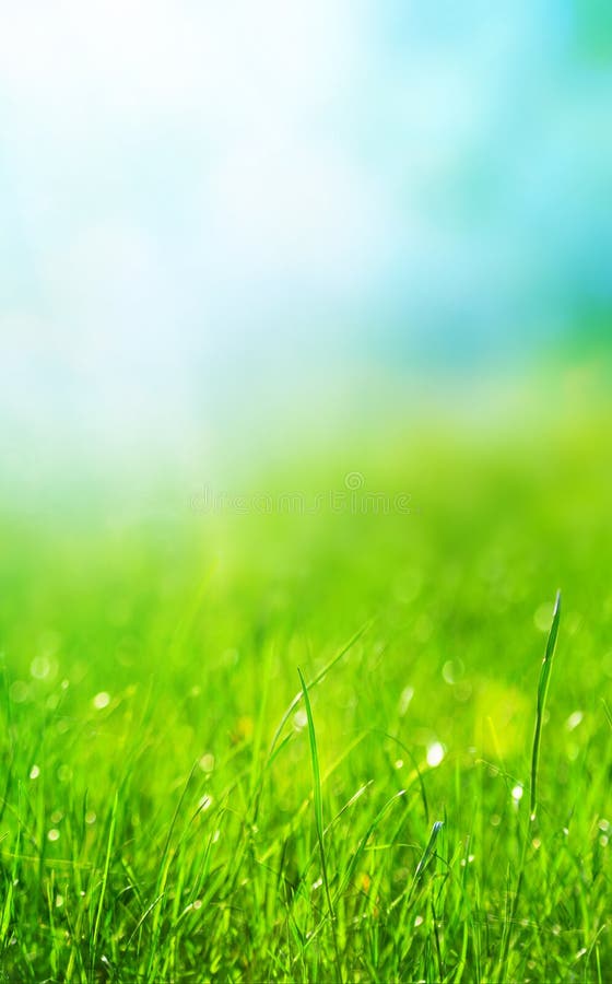 Grass Background Hd