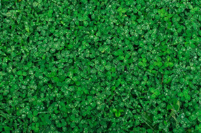 188 Green Grass Clover Seamless Texture Stock Photos - Free & Royalty ...