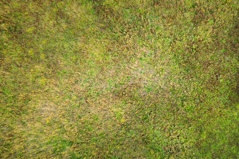 Green Natural Grass Texture and Background Stock Image - Image of ...