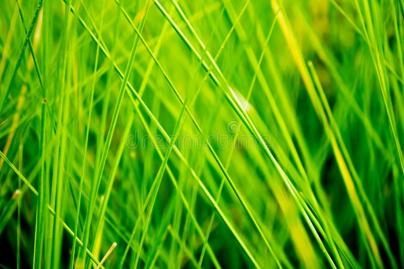 Green Natural Long Grass Background Stock Photo - Image of turf, close ...