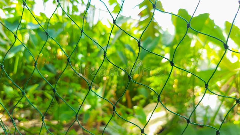 Green Natural Mesh Background Stock Image - Image of pattern, fence ...