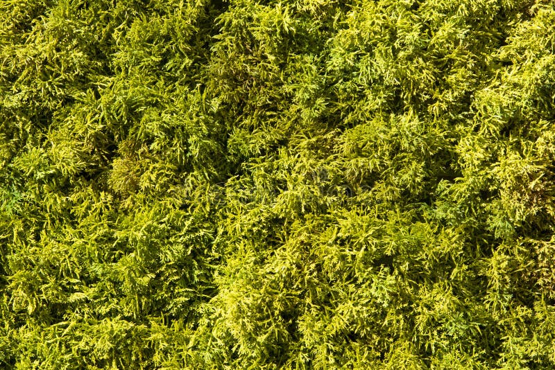 Green Natural Moss Wall, Moss Texture on the Wall. Eco-friendly ...