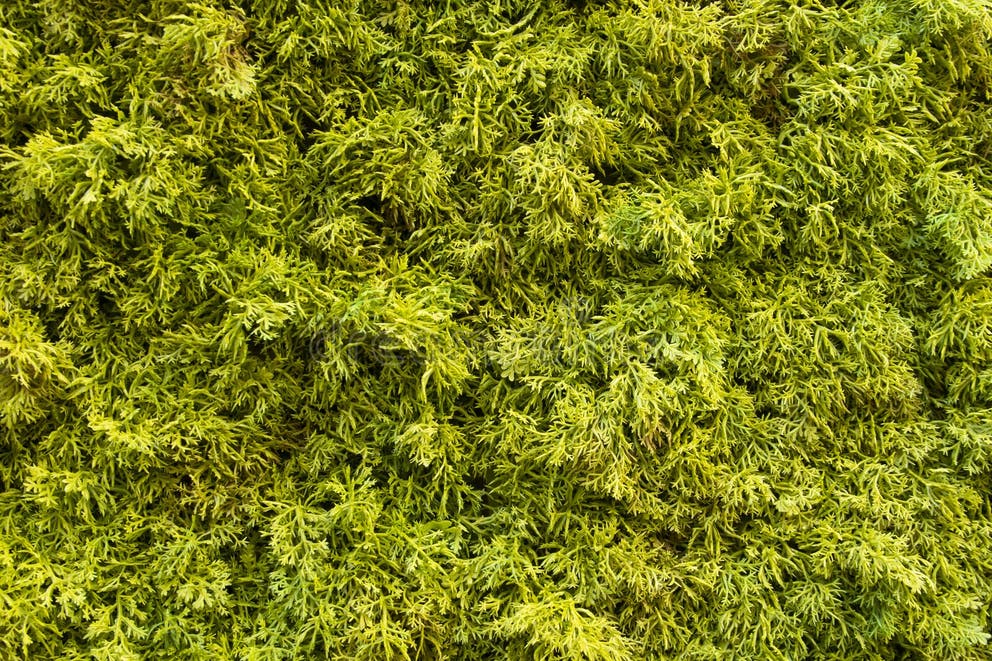 Green Natural Moss Wall, Moss Texture on the Wall. Eco-friendly ...