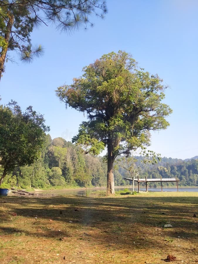 Green Natural Outdoor Forest Natural Objek Wisata Beautiful Stock Image ...