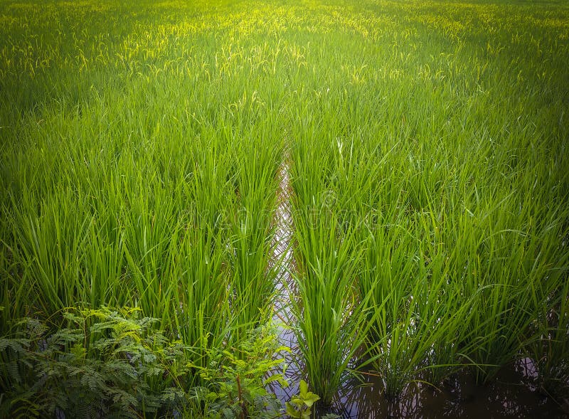Natural Paddy Field Agriculture Farming Summer Baground Stock Image ...