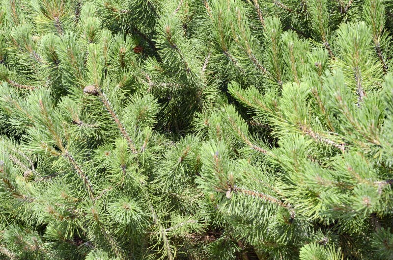 Green Natural Pine Tree Background Texture, Natural Pattern Stock Image ...