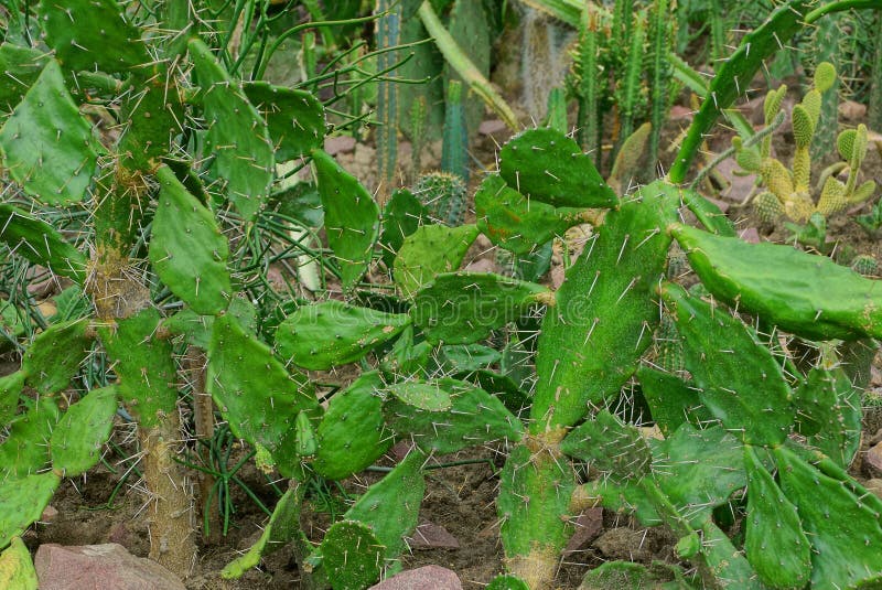 Green Natural Plant Texture from a Variety of Cacti Stock Image - Image ...