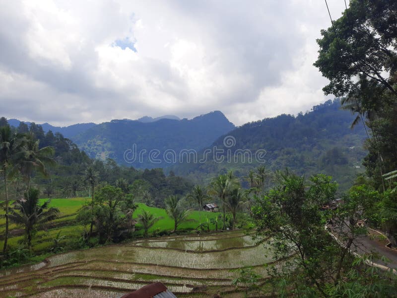 Green Natural Scenery with Beautiful Mountains and Rice Fields Stock ...