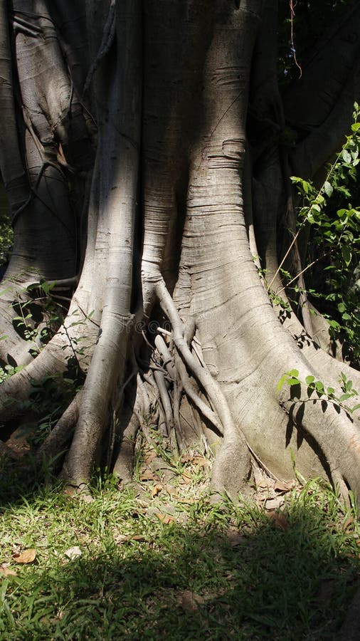 Tree Root and Tree Bark Topical Forst Stock Image - Image of thailand ...