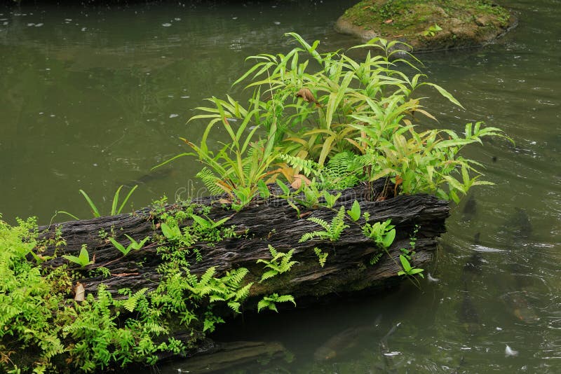 Spiky Ground stock photo. Image of nature, muddy, spiky - 475128