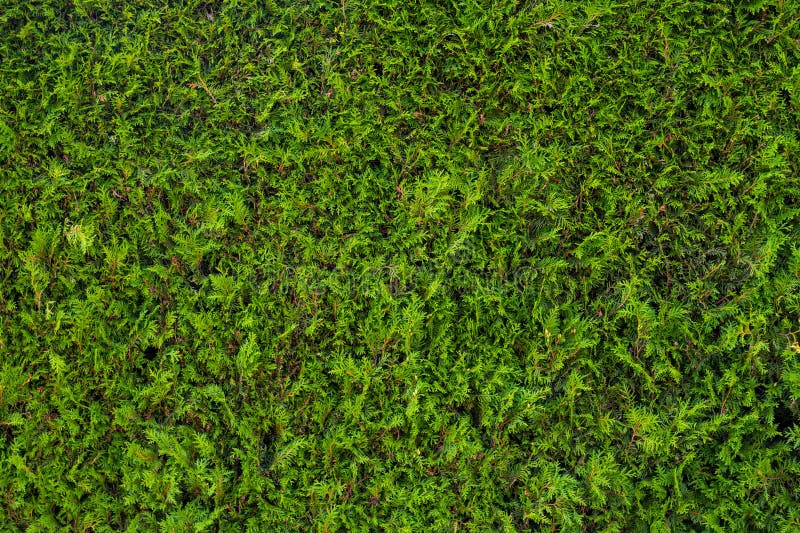 Green Nature Background. Green Background. Green Leaf of Bush. Green ...