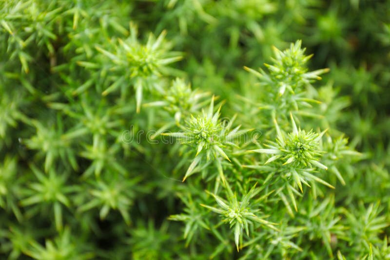 Green Nature Background. Leaves of Gorse Stock Photo - Image of common ...