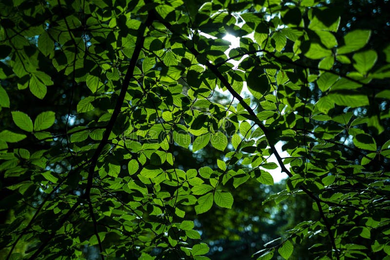Green Nature Background. Green Leaves Background. Green Leaf in Forest ...