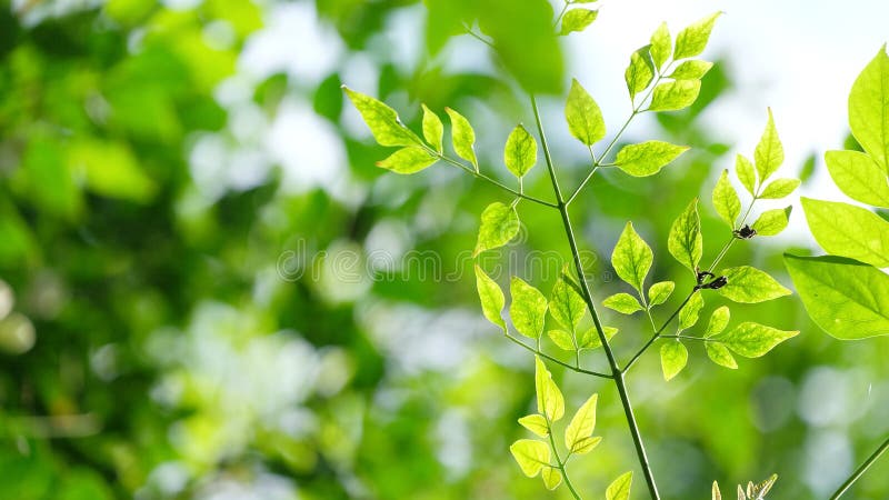 Young Tropical Tree Leaves with Soft Light Stock Image - Image of ...