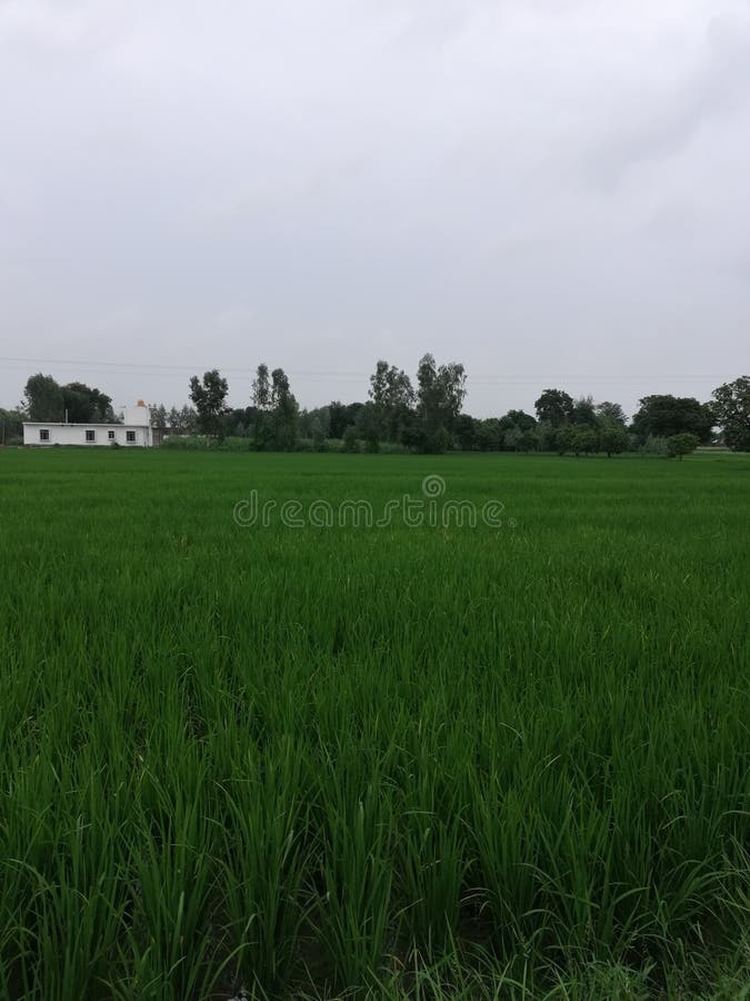 Green Nature Beautiful Paddy Fields Stock Image - Image of paddy ...