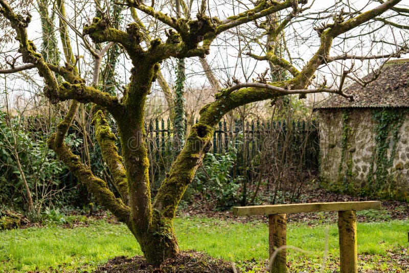 Green Nature through the Camera Lens Stock Photo - Image of reflection ...